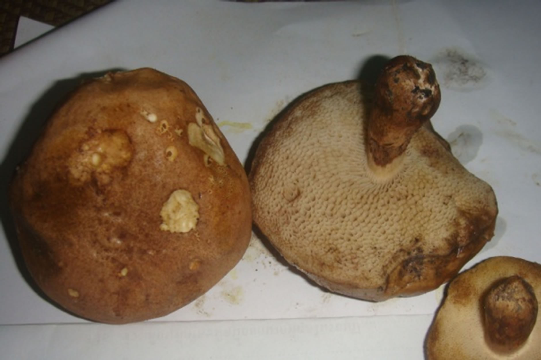 Diversity of mushrooms in Dry Dipterocarp forest at Phuphan National ...
