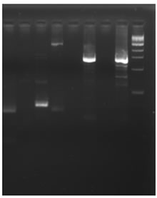 Molecular cloning and characterization of fruit specific promoter from ...