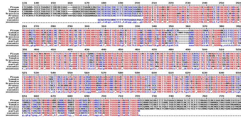 Molecular cloning and characterization of fruit specific promoter from ...