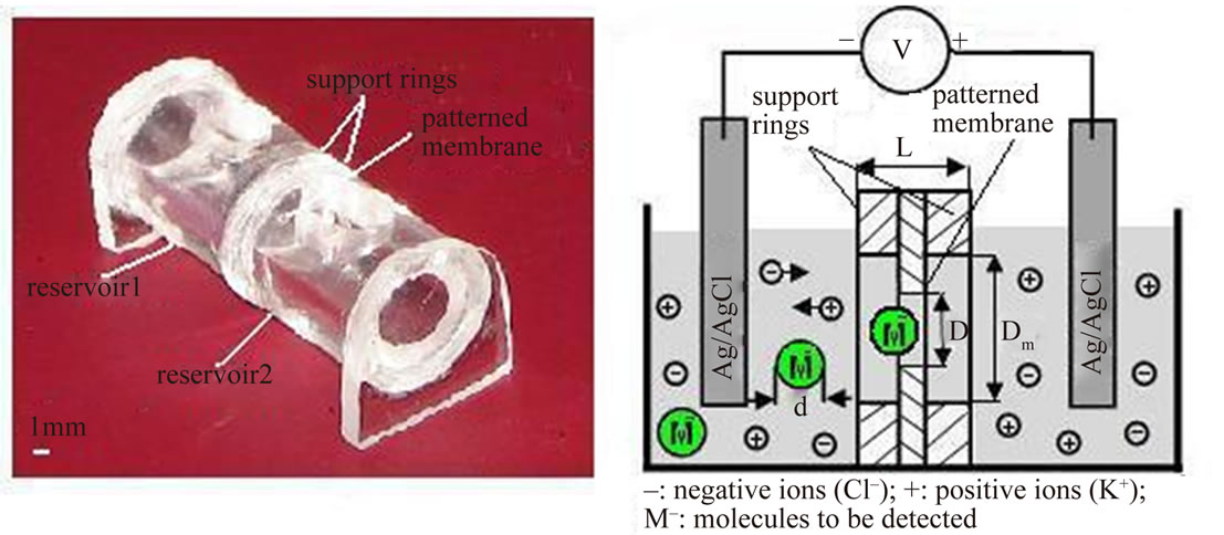 PMMA Polymer Membrane-Based Single Cylindrical Submicron Pores ...