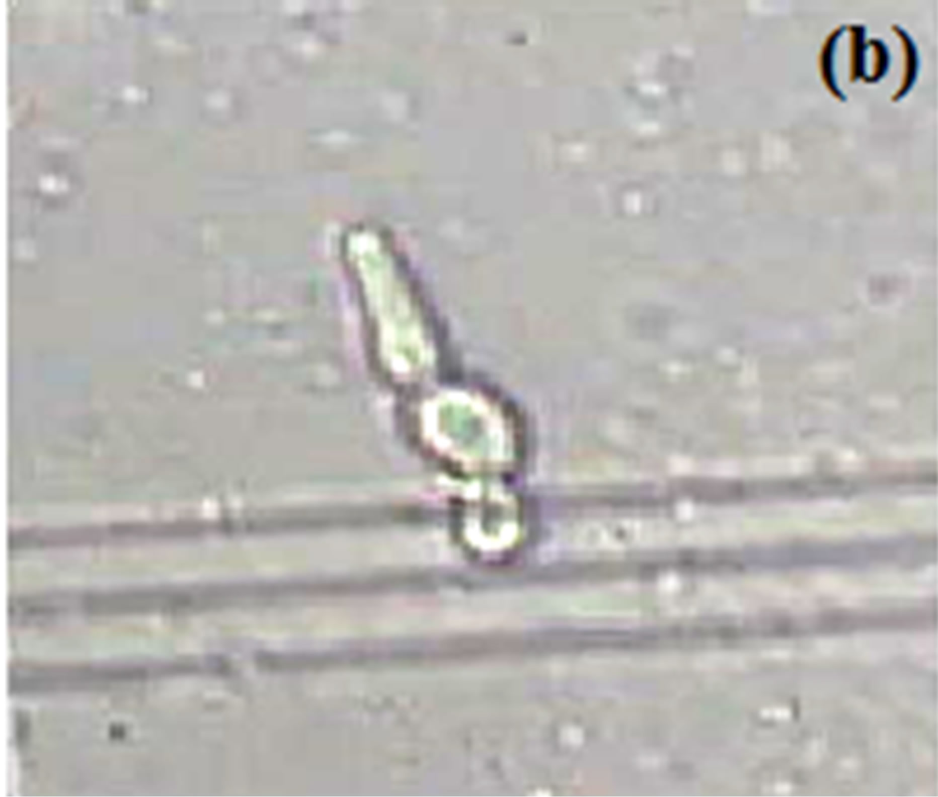 Effect of Growth Media, pH and Temperature on Yeast to Hyphal ...