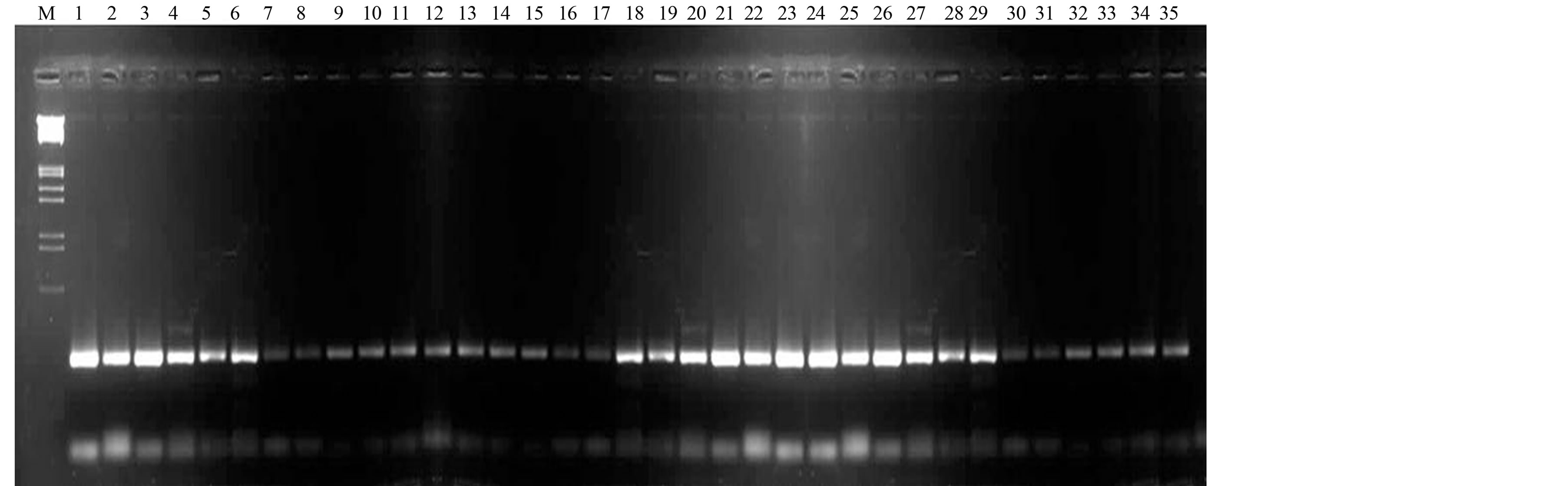 A set of SCAR markers in cluster bean ( Cyamopsis tetragonoloba L. Taub ...
