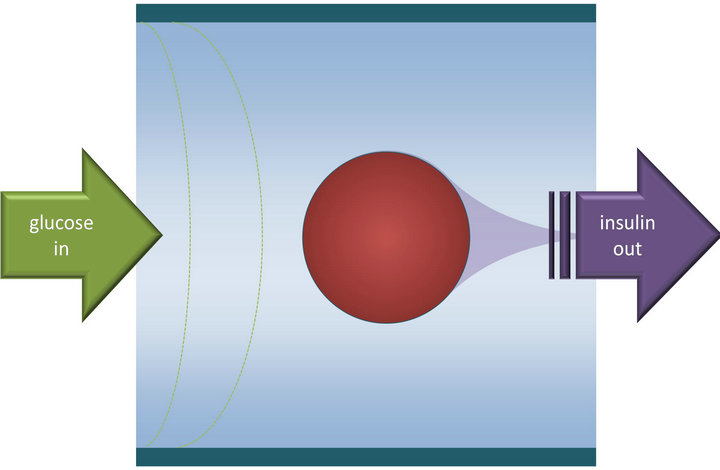 Glucose-stimulated insulin secretion in isolated pancreatic islets ...