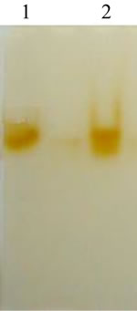 Cloning of multicopper oxidase gene from Ochrobactrum sp . 531 and ...