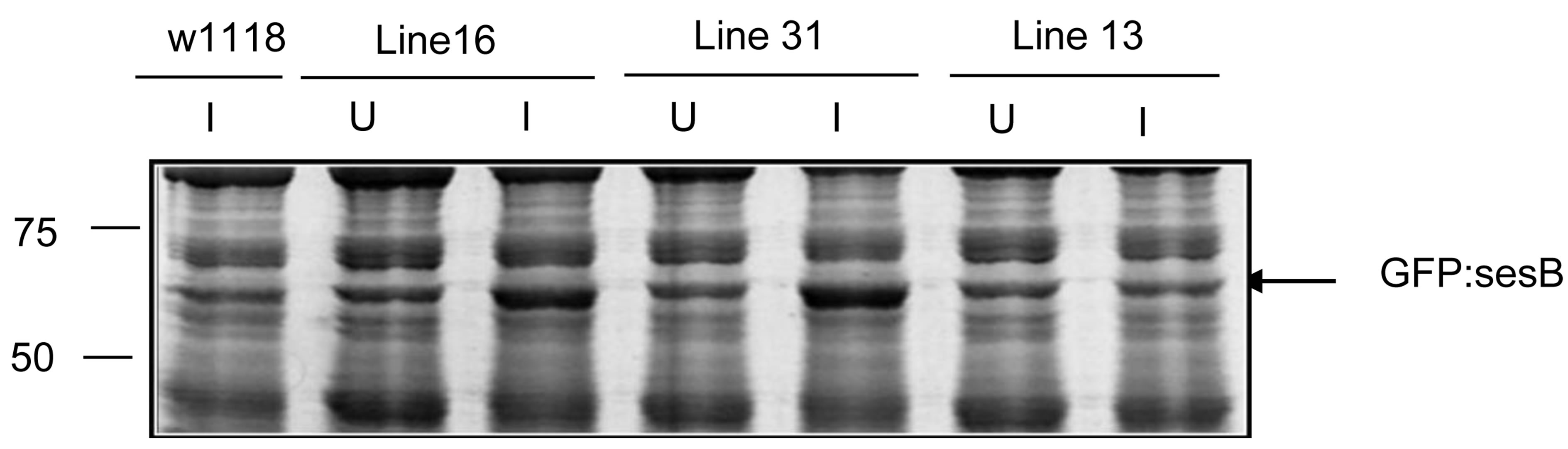 Characterization of the Intracellular Distribution of Adenine ...