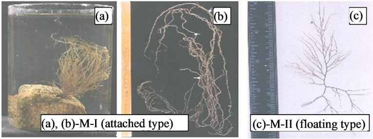 Study of Morphology and Agar Contents in Some Important Gracilaria ...