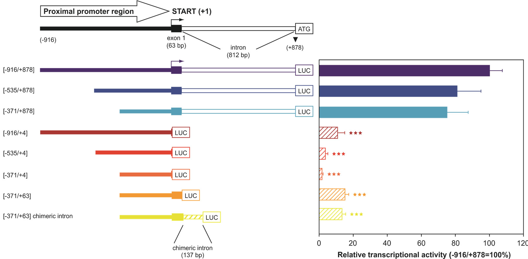 Ubiquitin C gene: Structure, function, and transcriptional regulation