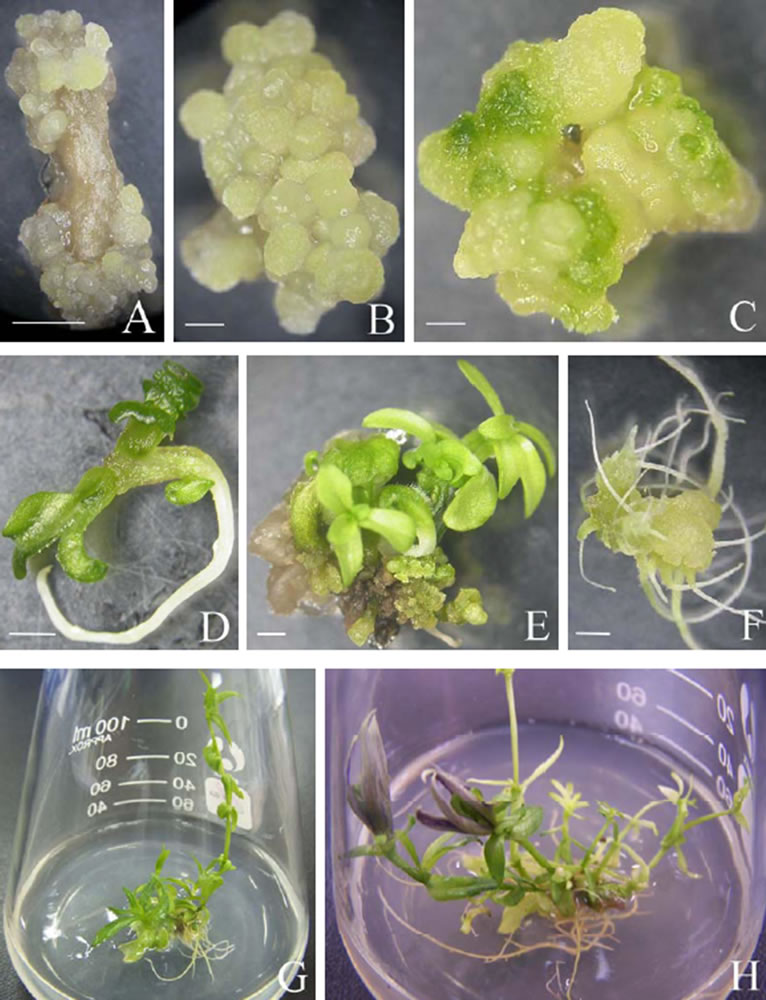 Plant Tissue Culture Callus
