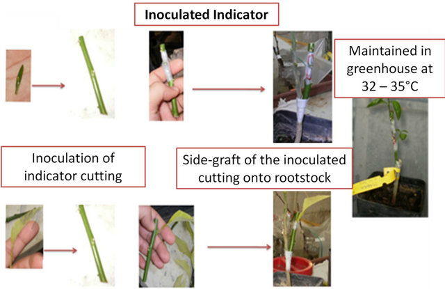 Improvement of Detection Methods and Further Characterization of ...