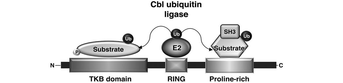 The Cbl family of ubiquitin ligases regulates FcεRI expression and mast ...