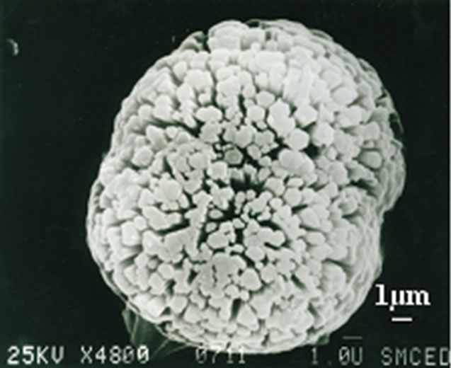 Cooperative Structure-Directing Effects in the Synthesis of a High ...