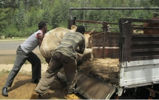 Animal Handling during Supply for Marketing and Operations at an ...