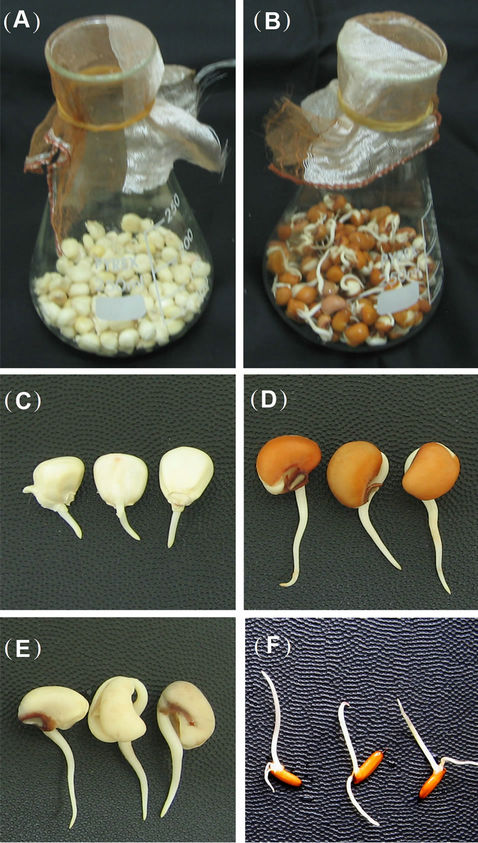 A simple and efficient seed-based approach to induce callus production ...