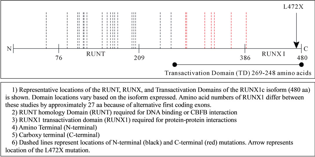 Hereditary Leukemia Due to Rare RUNX 1c Splice Variant (L472X) Presents with Eczematous Phenotype
