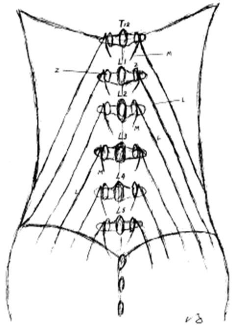 The Anatomy of Dorsal Ramus Nerves and Its Implications in Lower Back Pain