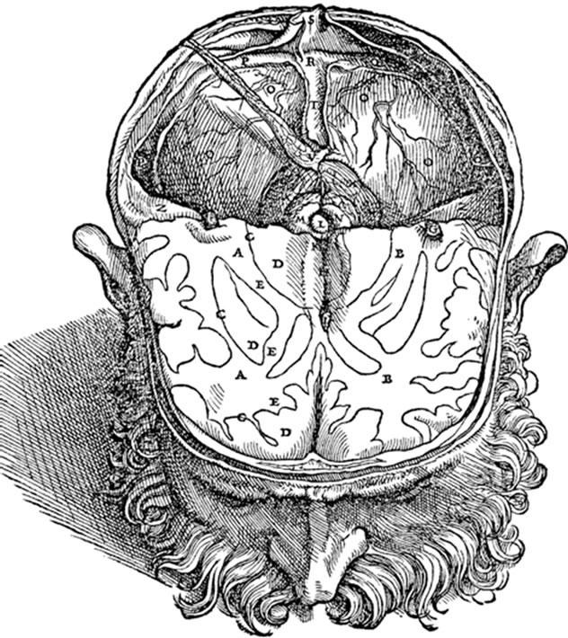 The History of the Basal Ganglia: The Contribution of Karl Friedrich ...