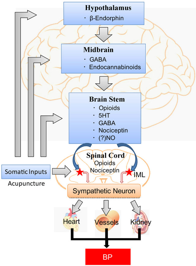 Neuromodulation in treatment of hypertension by acupuncture: A ...