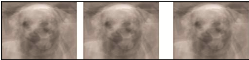 Biometric Recognition for Pet Animal