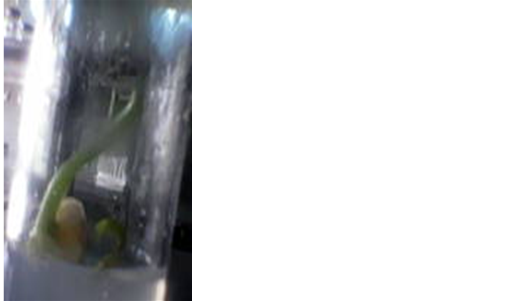 Optimum Protocol for Shoot Formation in karandafi Red Sorghum (Sorghum ...