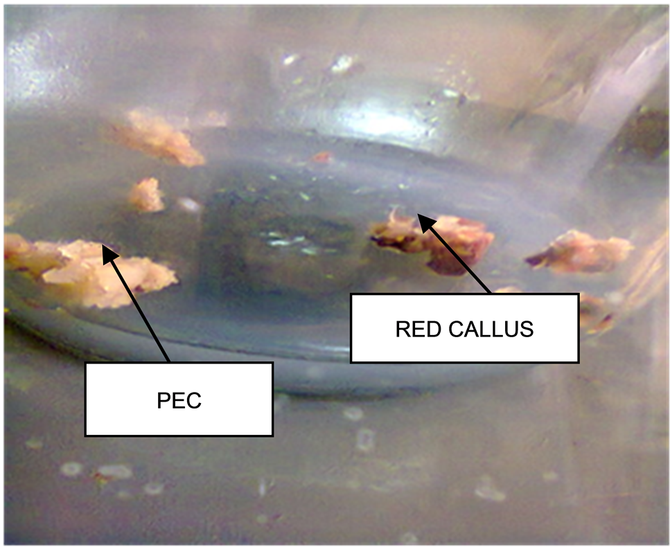 Optimum Protocol for Shoot Formation in karandafi Red Sorghum (Sorghum ...