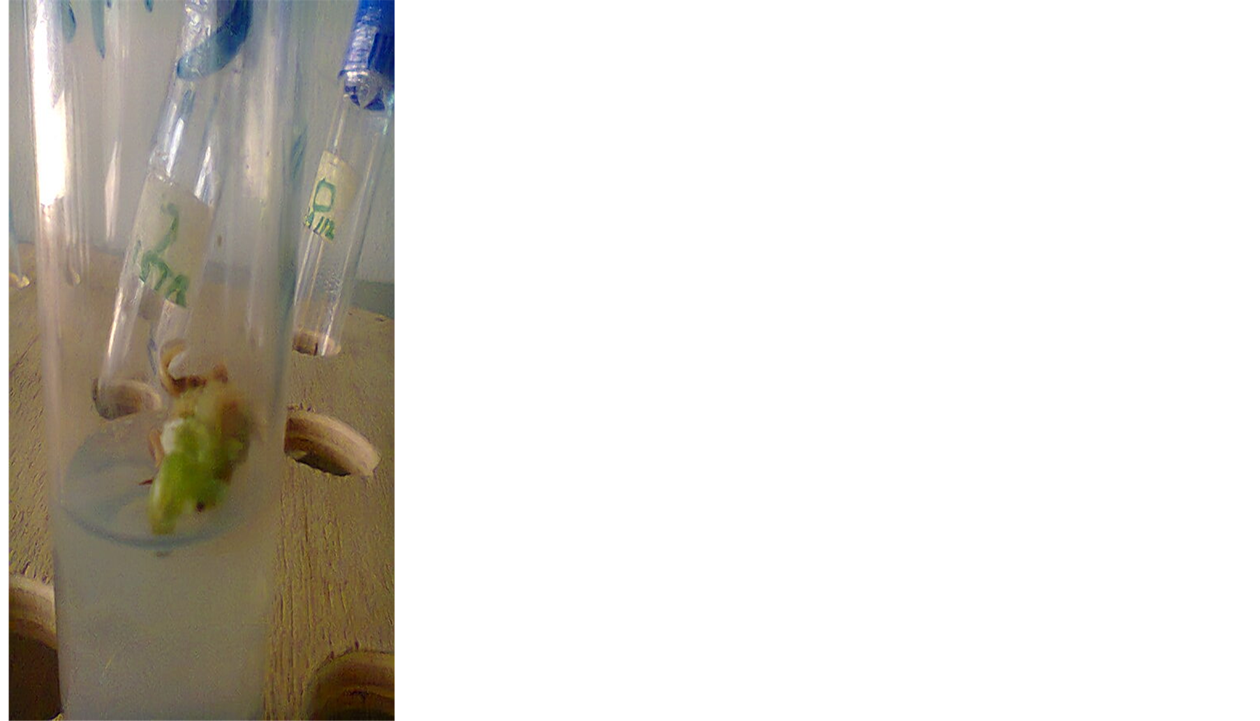 Optimum Protocol for Shoot Formation in karandafi Red Sorghum ( Sorghum ...