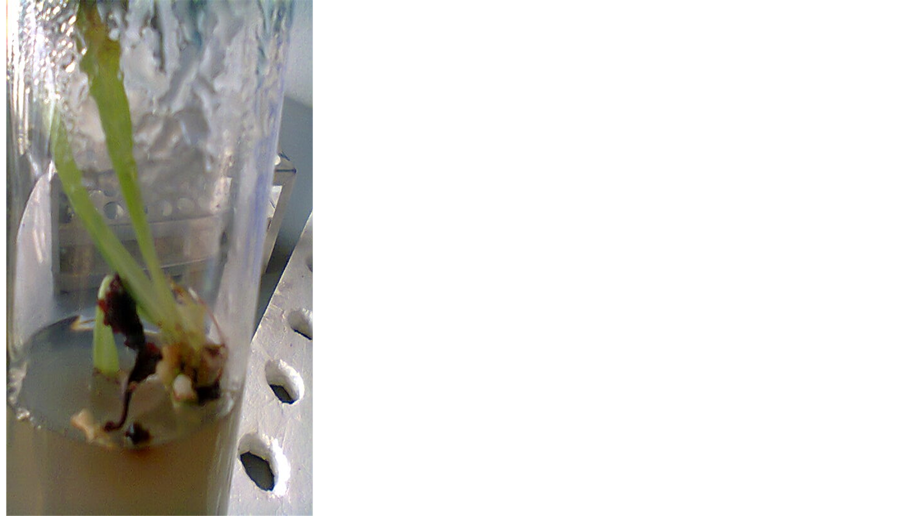 Optimum Protocol for Shoot Formation in karandafi Red Sorghum (Sorghum ...