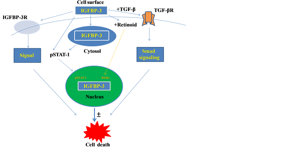 Activation of Various Downstream Signaling Molecules by IGFBP-3