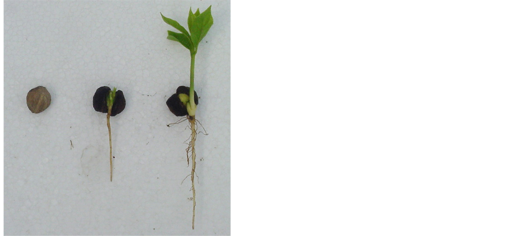 Depulping of Fruits and Soaking the Seeds Enhances the Seed Germination ...
