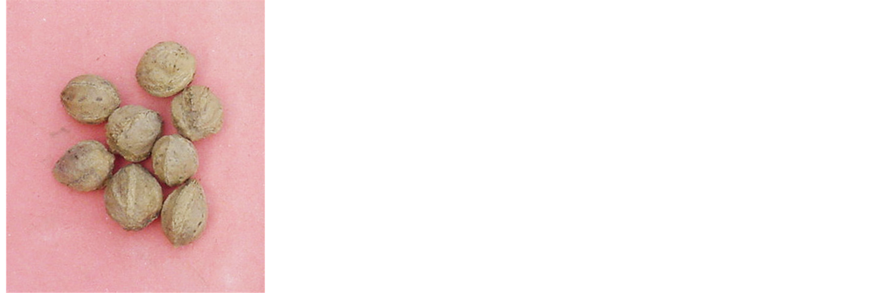 Depulping of Fruits and Soaking the Seeds Enhances the Seed Germination ...