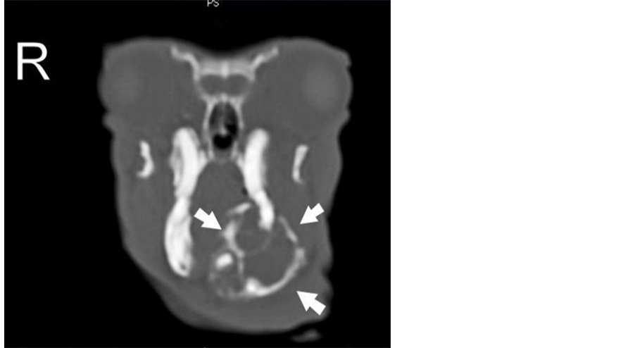 Mandibular Fibrosarcoma and Bile Duct Adenoma in a Pet Rabbit ...