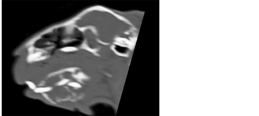Mandibular Fibrosarcoma and Bile Duct Adenoma in a Pet Rabbit ...