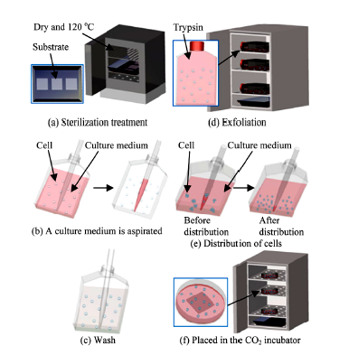 A Transparent Polyimide Film as a Biological Cell Culture Sheet with ...