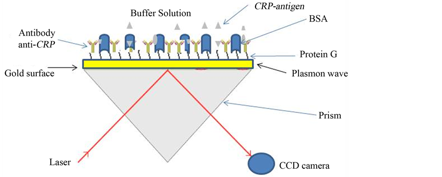 Surface Plasmon Resonance for C-Reactive Protein Detection in Human Plasma