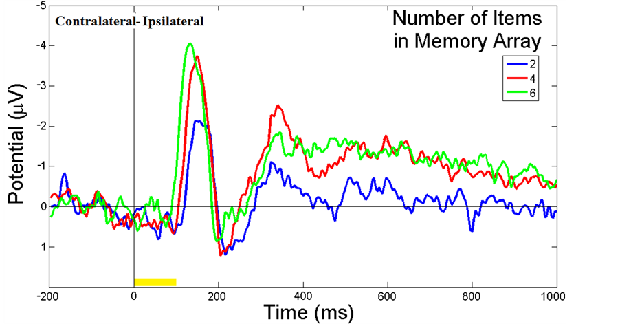 Long-Term Electrophysiological and Behavioral Analysis on the Improvement of Visual Working ...
