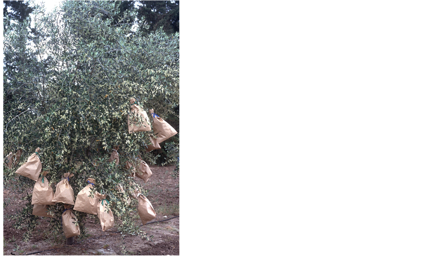 Trends in Breeding New Olive Varieties in Israel for Quality and ...