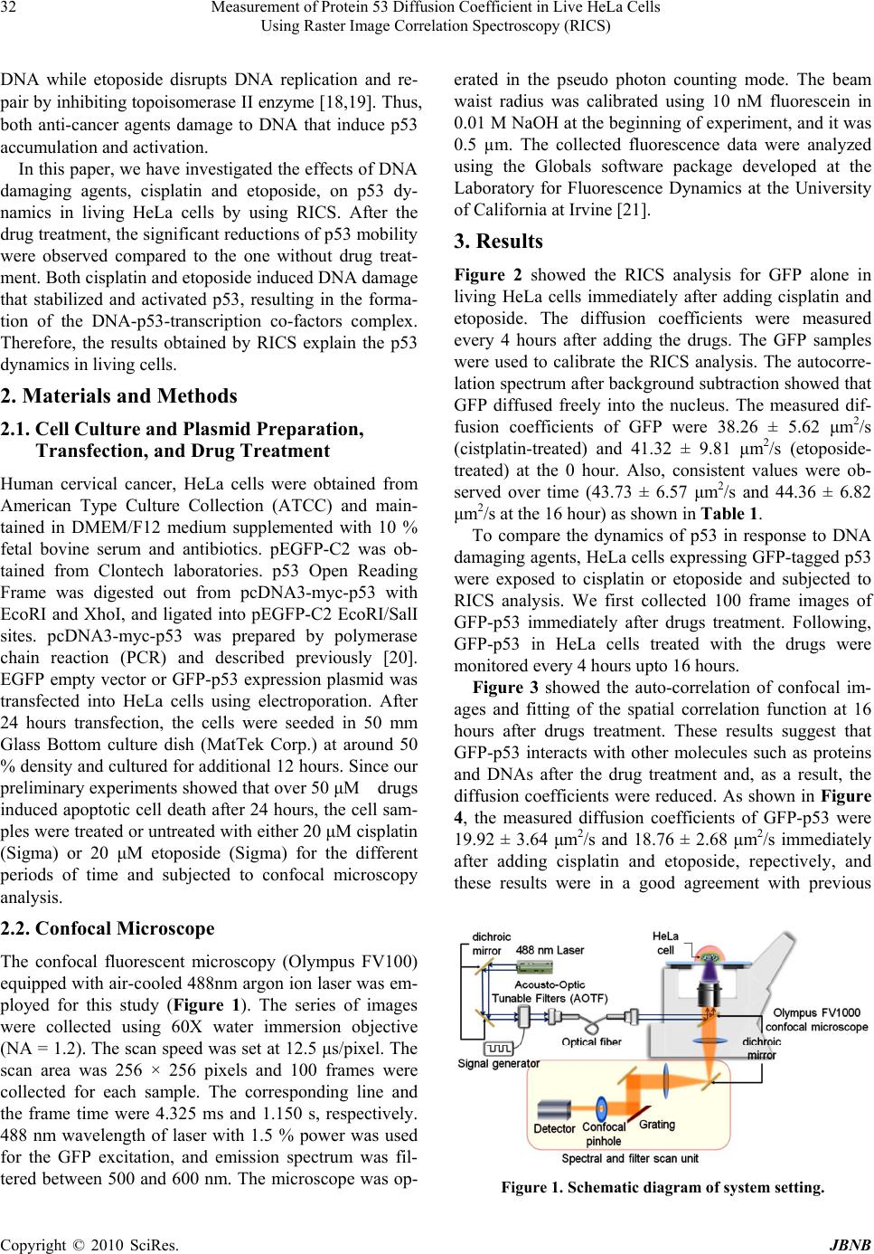 Measurement of Protein 53 Diffusion Coefficient in Live HeLa Cells ...