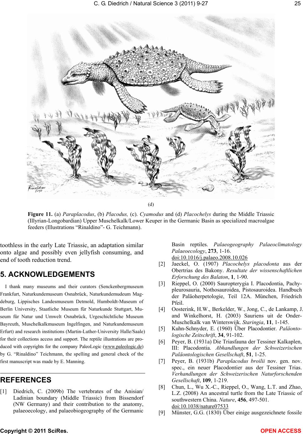 Fossil middle triassic “sea cows” – placodont reptiles as macroalgae ...