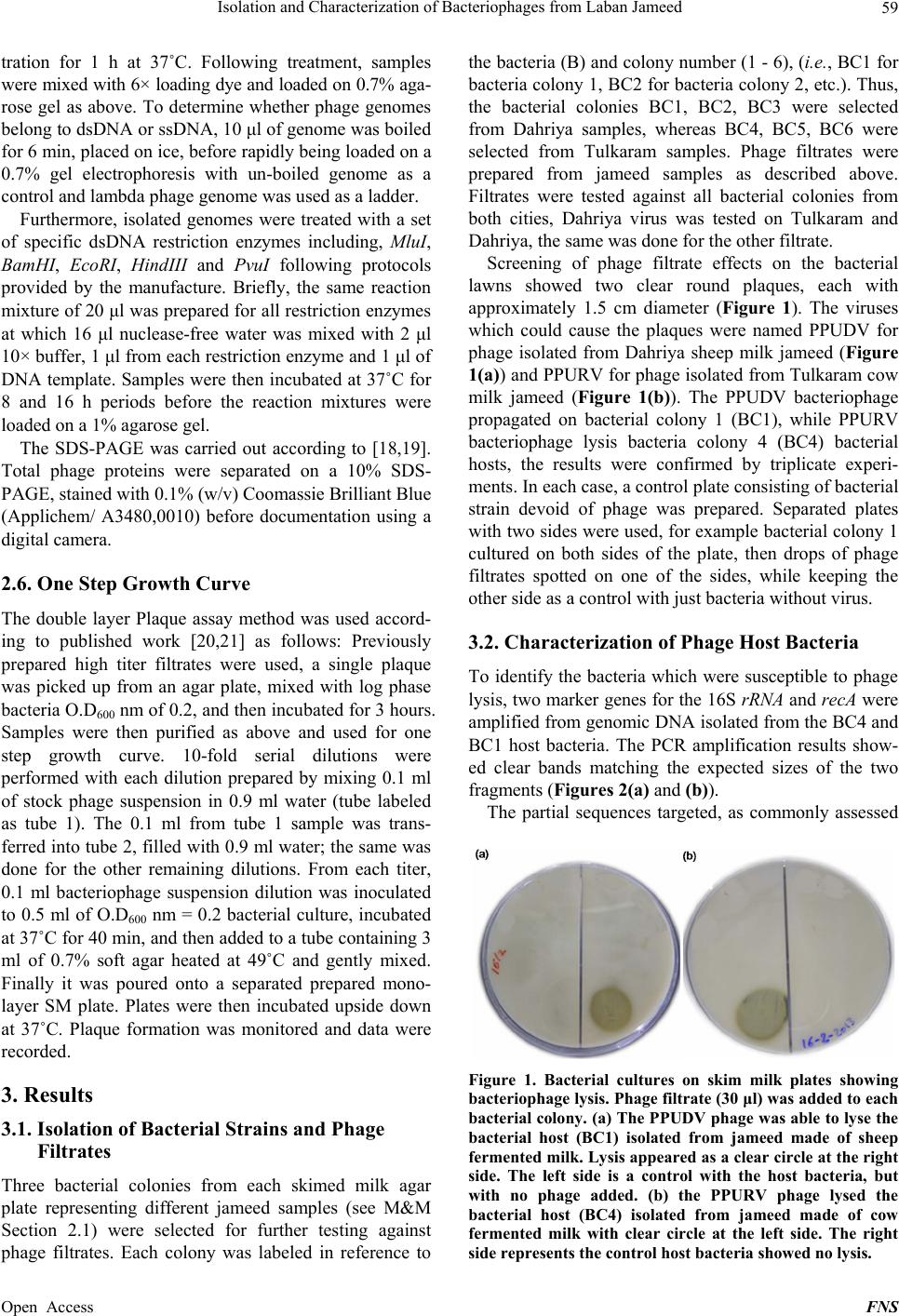 Isolation and Characterization of Bacteriophages from Laban Jameed
