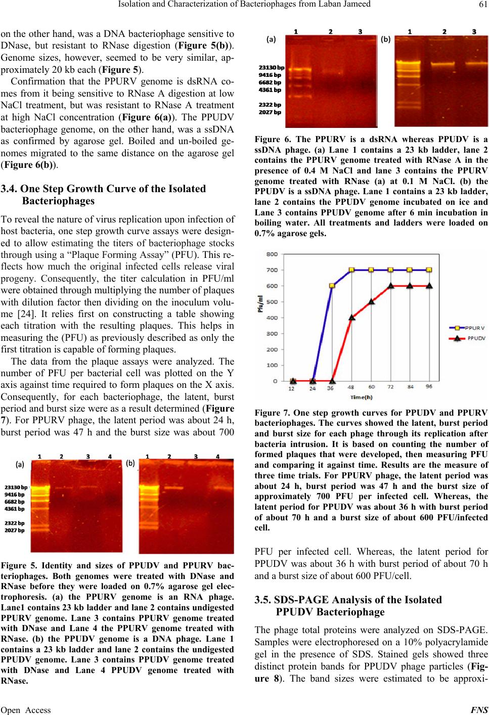Isolation and Characterization of Bacteriophages from Laban Jameed