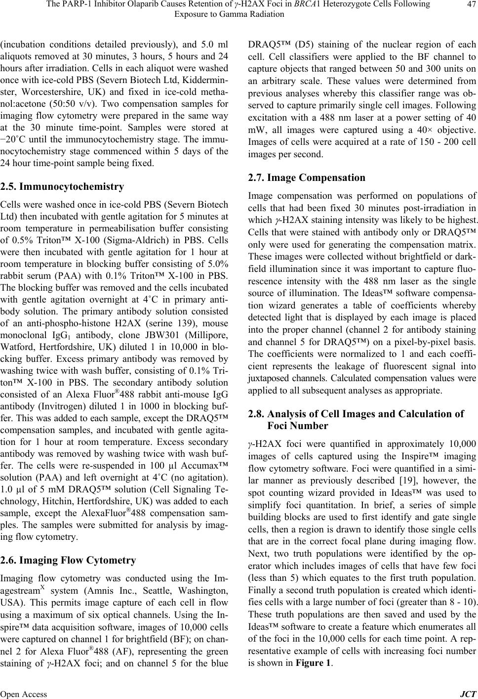The PARP-1 Inhibitor Olaparib Causes Retention of γ-H2AX Foci in BRCA 1 ...