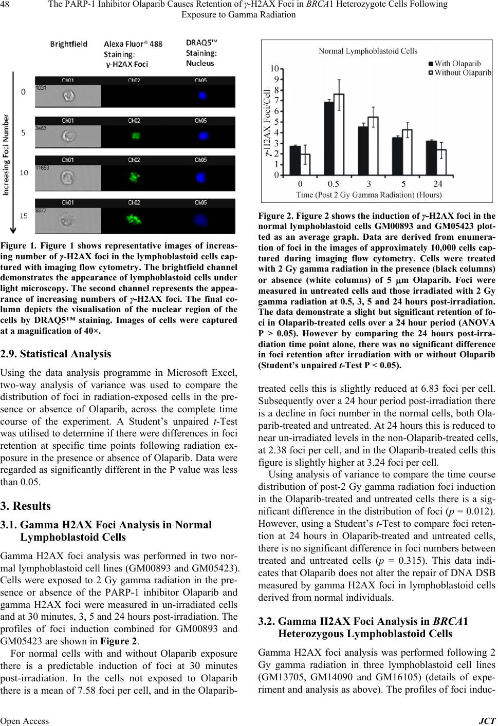 The PARP-1 Inhibitor Olaparib Causes Retention of γ-H2AX Foci in BRCA 1 ...