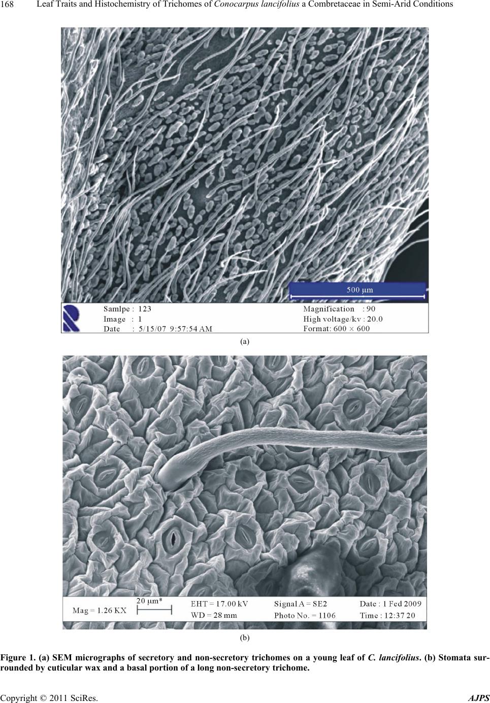 Leaf Traits and Histochemistry of Trichomes of Conocarpus lancifolius a ...