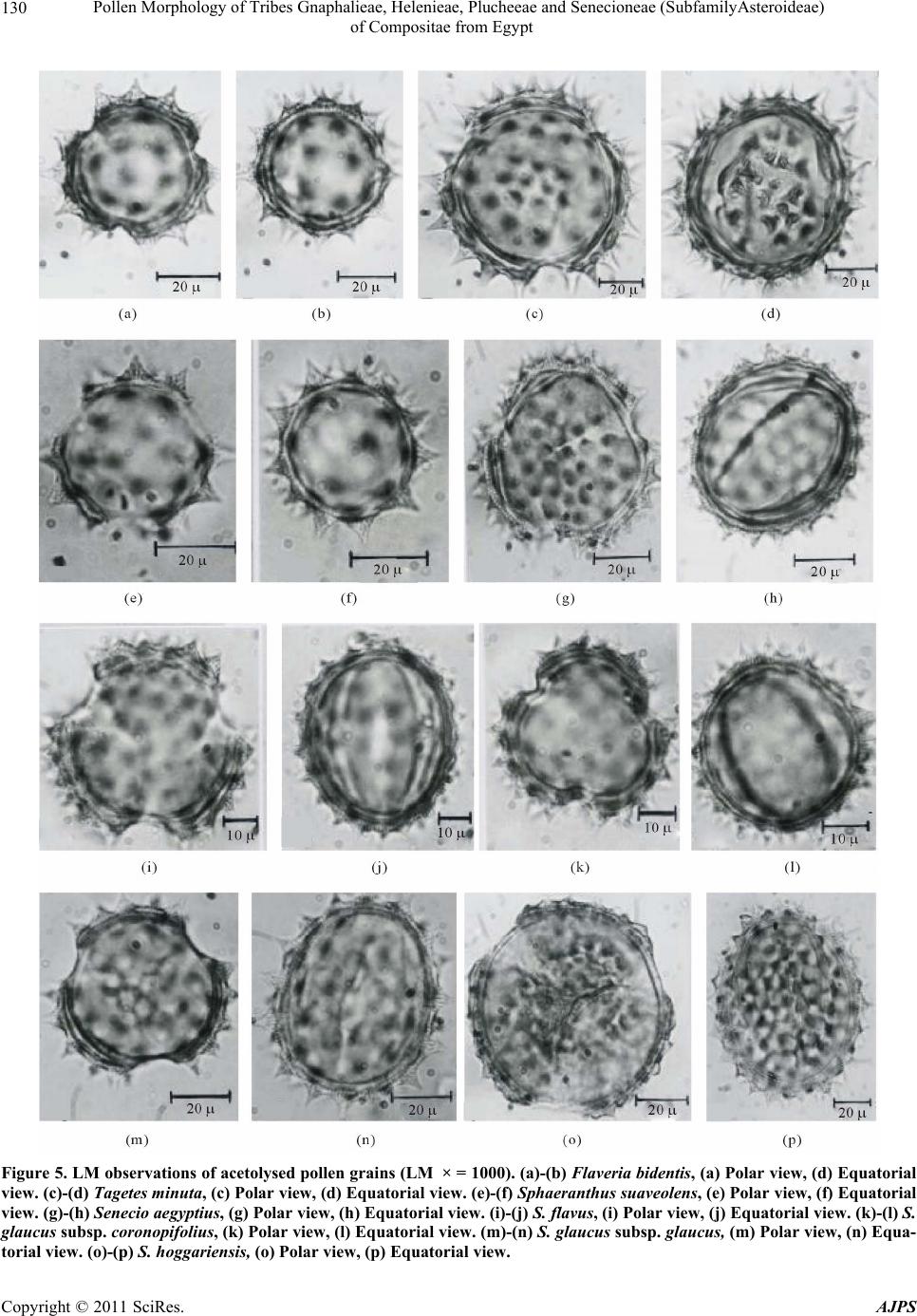 Pollen Morphology of Tribes Gnaphalieae, Helenieae, Plucheeae and ...