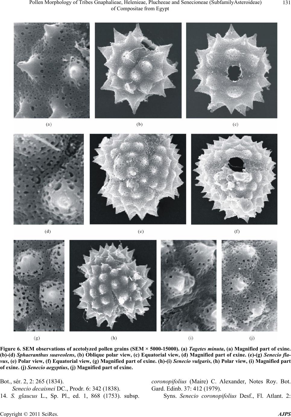 Pollen Morphology of Tribes Gnaphalieae, Helenieae, Plucheeae and ...